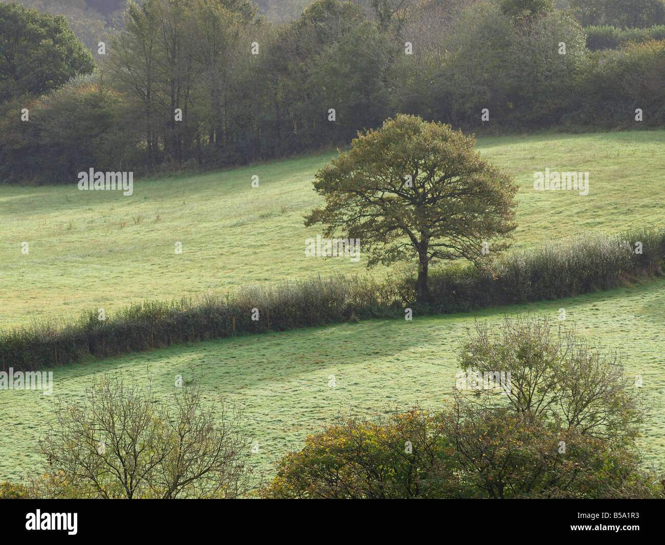 Autumn tree growing in the middle of a hedge that splits a field Stock ...