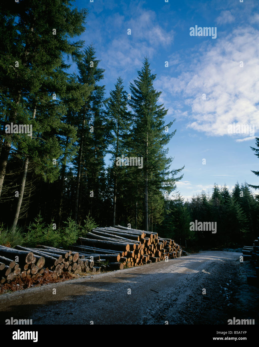 Spruce trees and freshly cut timber in a managed forest in the Scottish ...