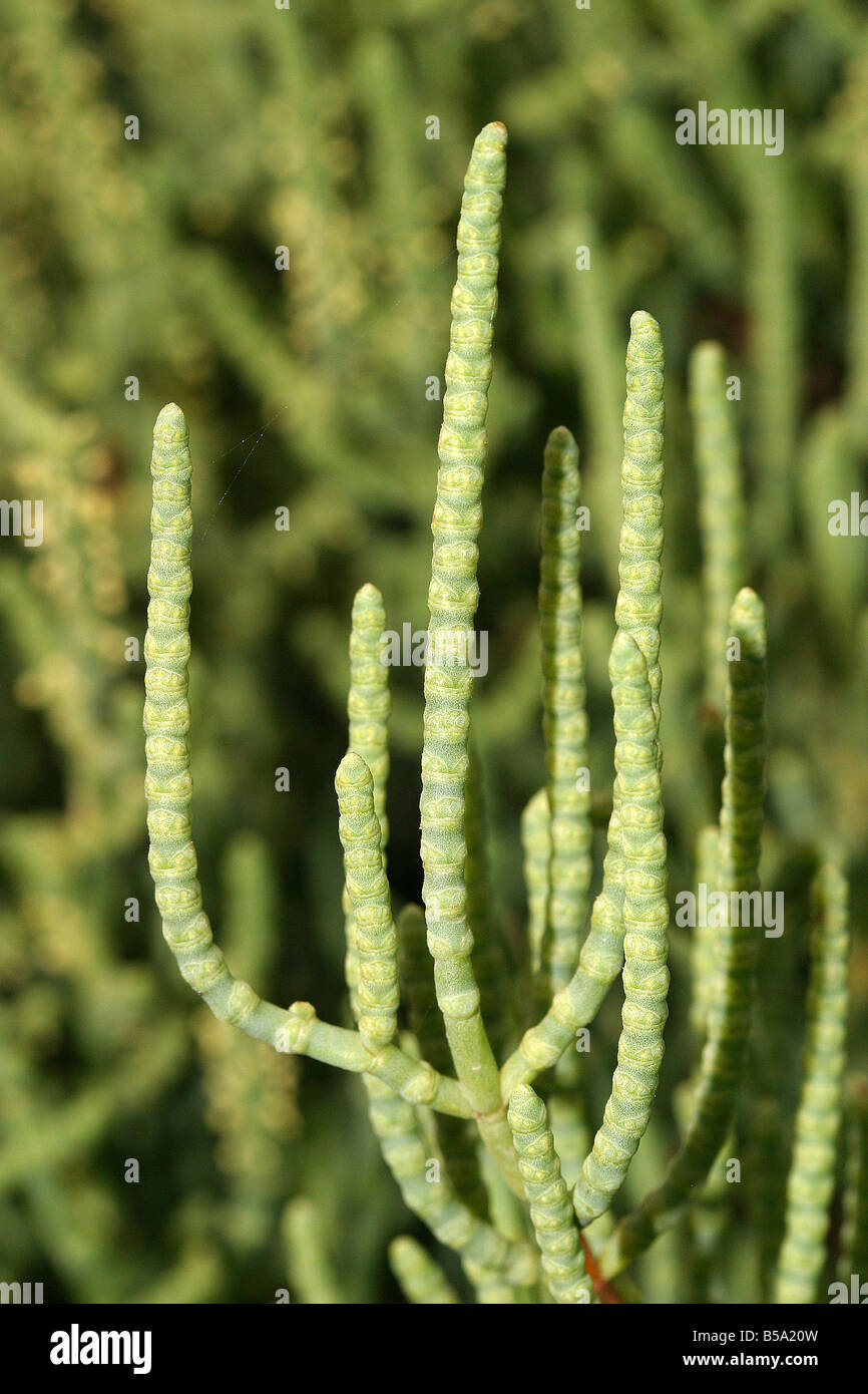 Glasswort (Salicornia fruticosa Stock Photo - Alamy