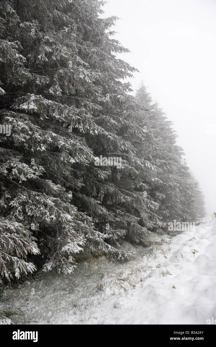 snow and ice covering conifer trees in a forest county antrim northern ...