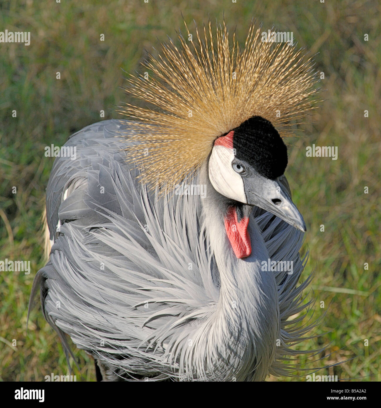 African Crowned Crane Stock Photo - Alamy