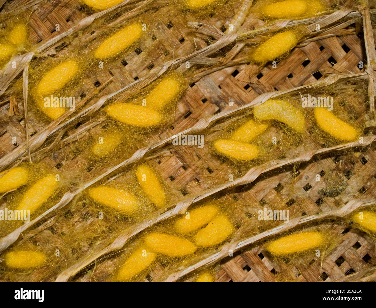 closeup of silkworms spinning cocoons at the Queen Sirikit Sericulture ...