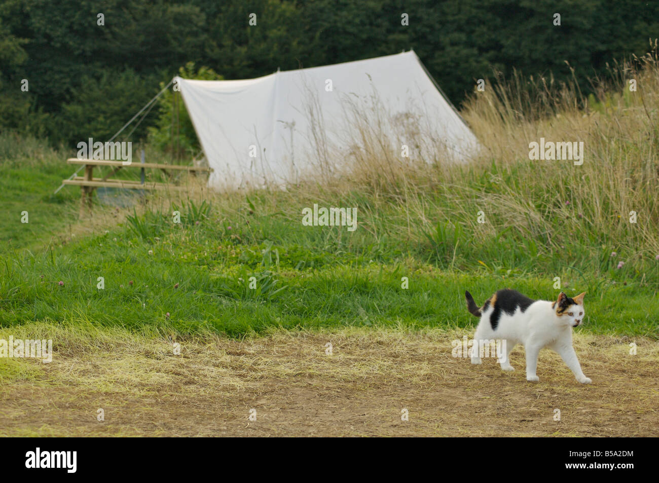 Prowling cat hi-res stock photography and images - Alamy