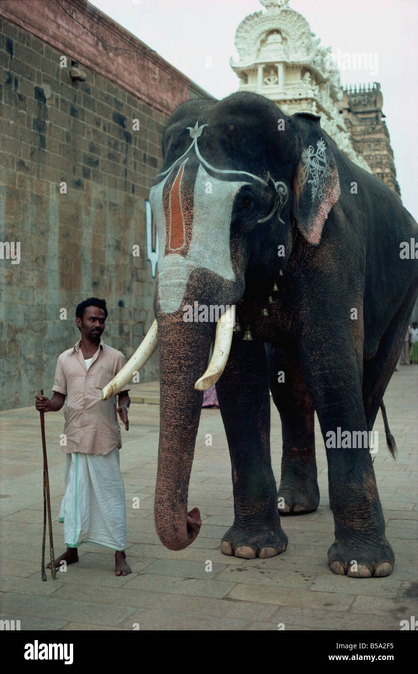 Temple elephant near Tiruchirapali Srirangum Nyak India Asia Stock ...