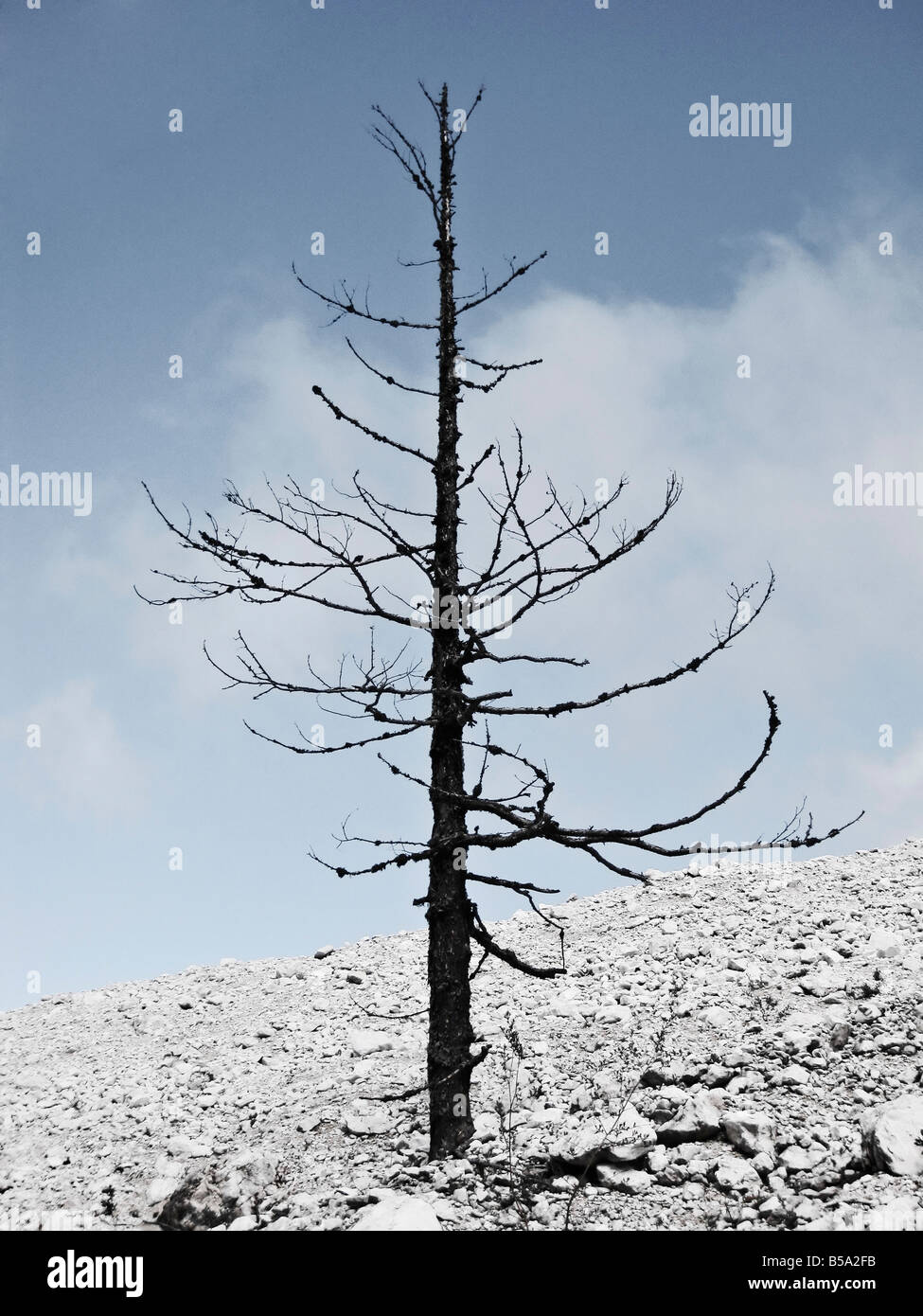 Dead Tree At High Altitude Stock Photo - Alamy