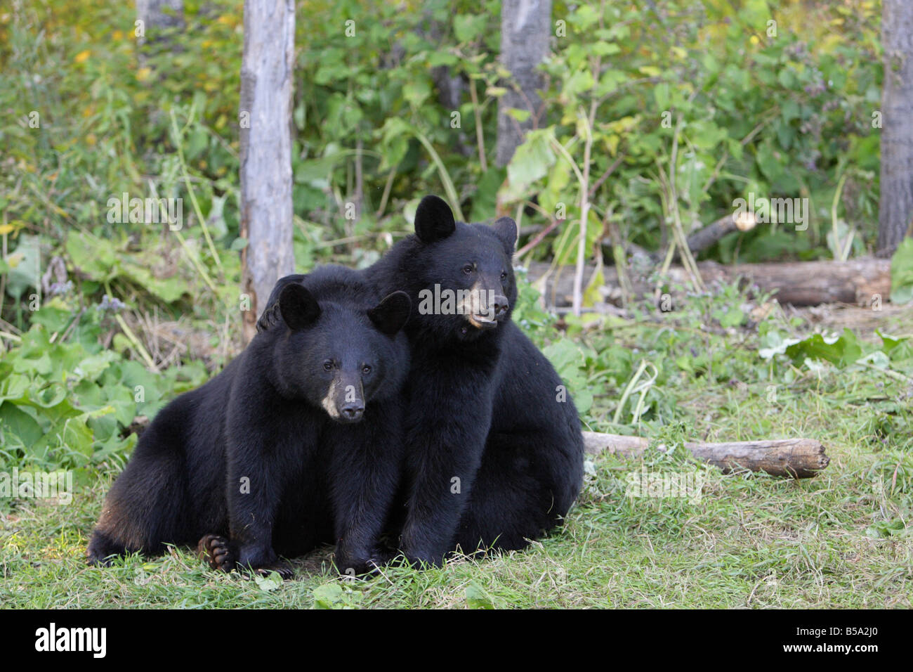 Black Bear Ursus americanus pair of cubs sitting on the ground with ...