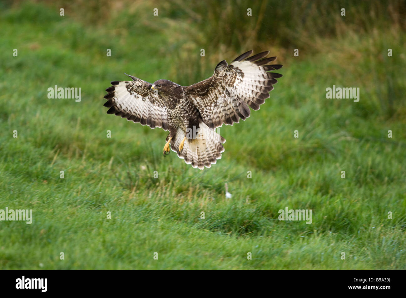 Buzzard wales hi-res stock photography and images - Alamy