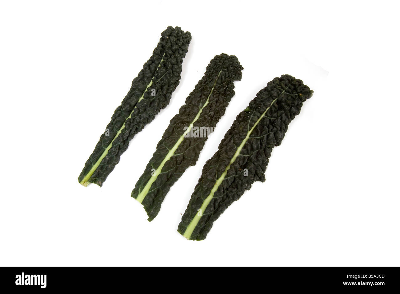 Cavolo Nero an Italian cabbage isolated on a white studio background ...