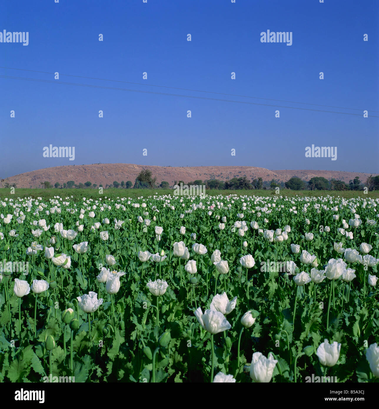 Opium Poppies Field High Resolution Stock Photography and Images - Alamy