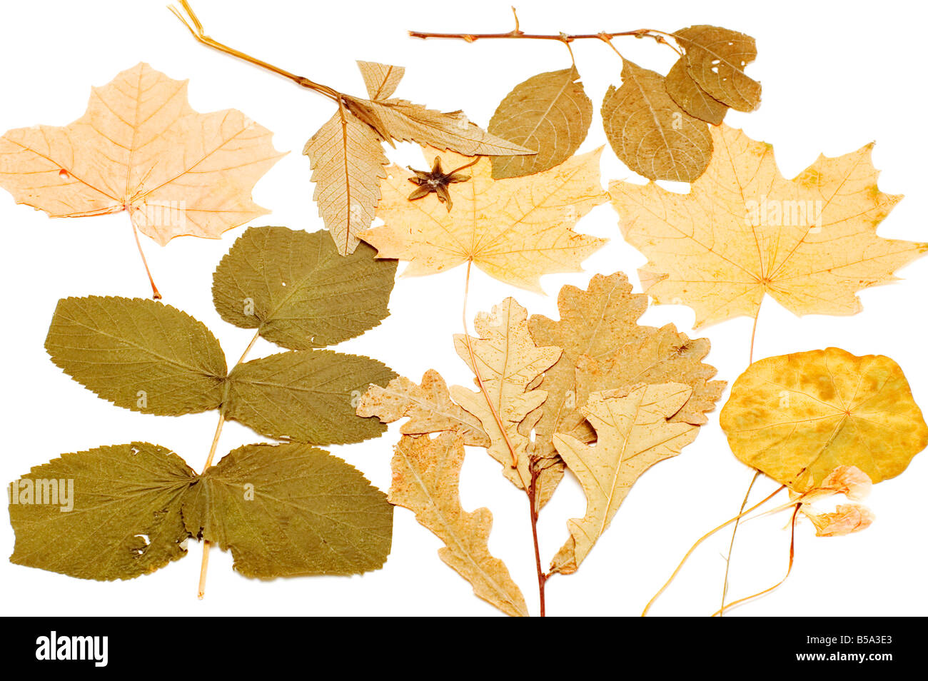 object on white dry leaf Stock Photo - Alamy