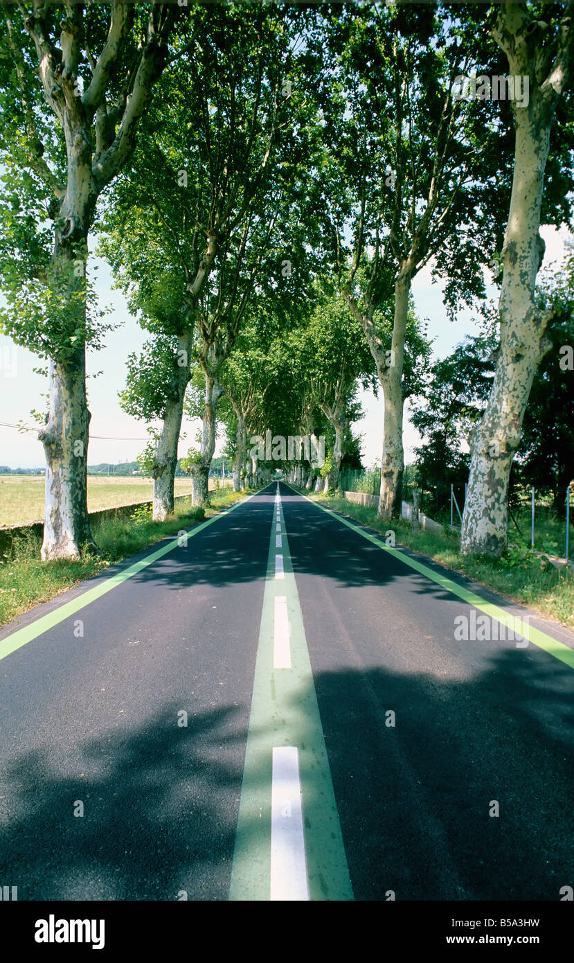 SHADED ROAD LINED WITH PLANE TREES LANGUEDOC FRANCE EUROPE Stock Photo ...