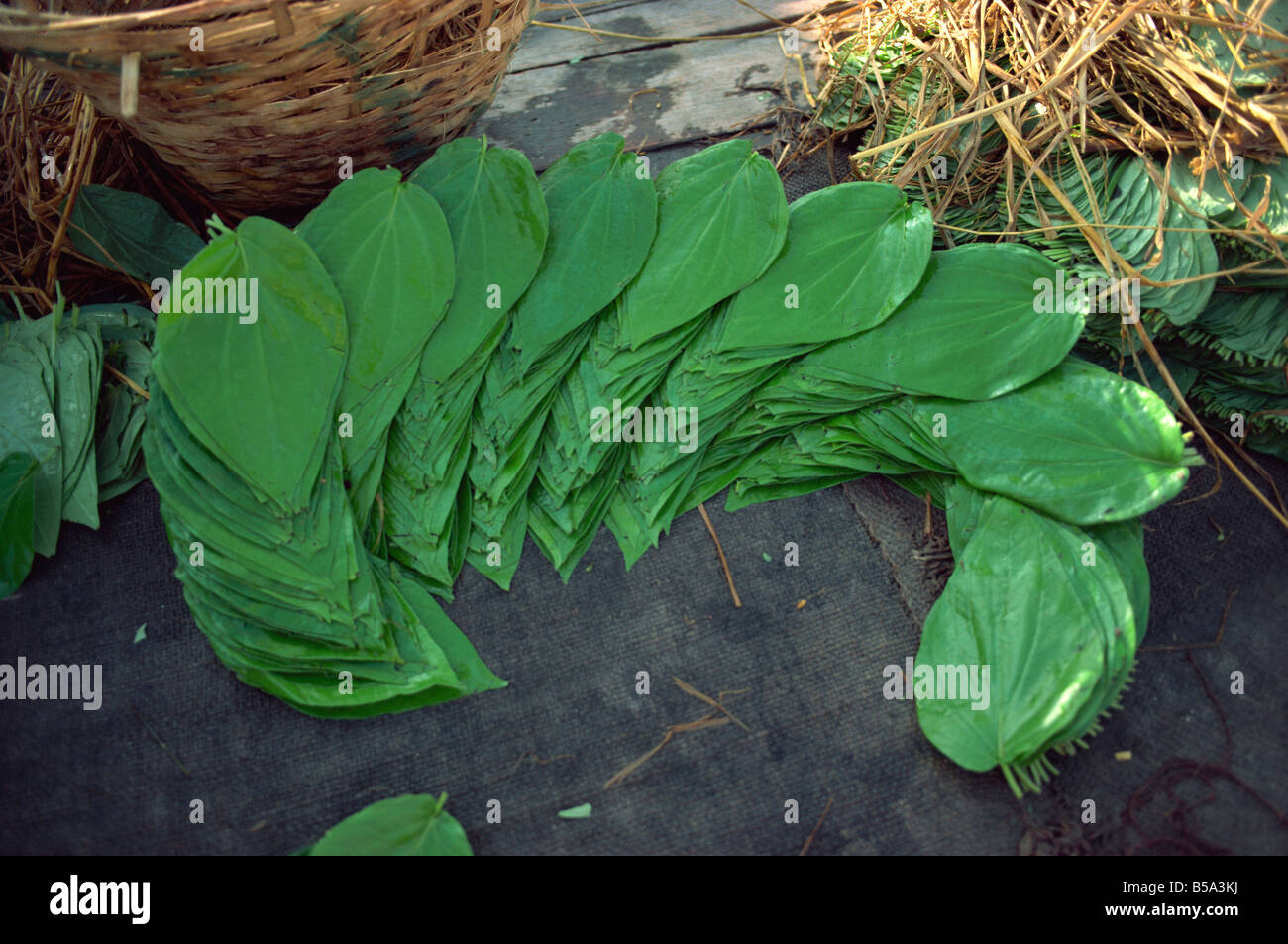 Leaves of india hi-res stock photography and images - Alamy