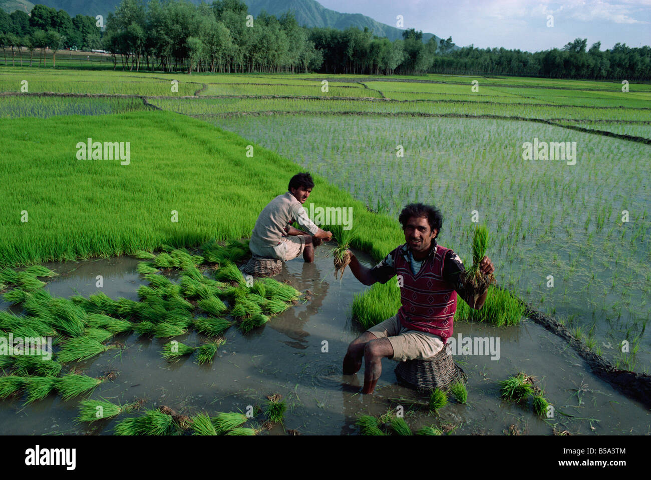 Planting rice paddy fields Kashmir India Asia Stock Photo - Alamy