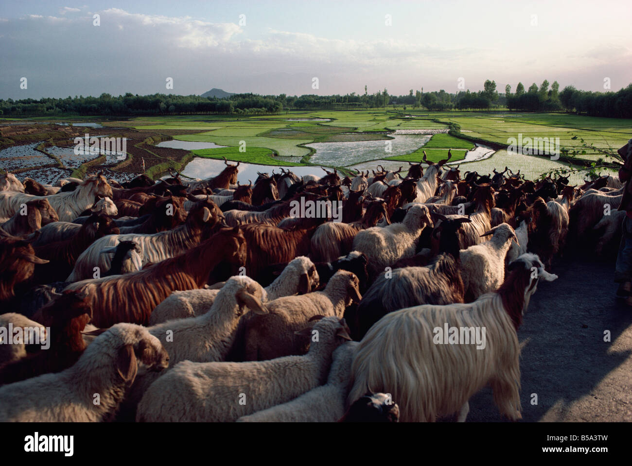 Herd of goats and paddy fields Kashmir India Asia Stock Photo - Alamy