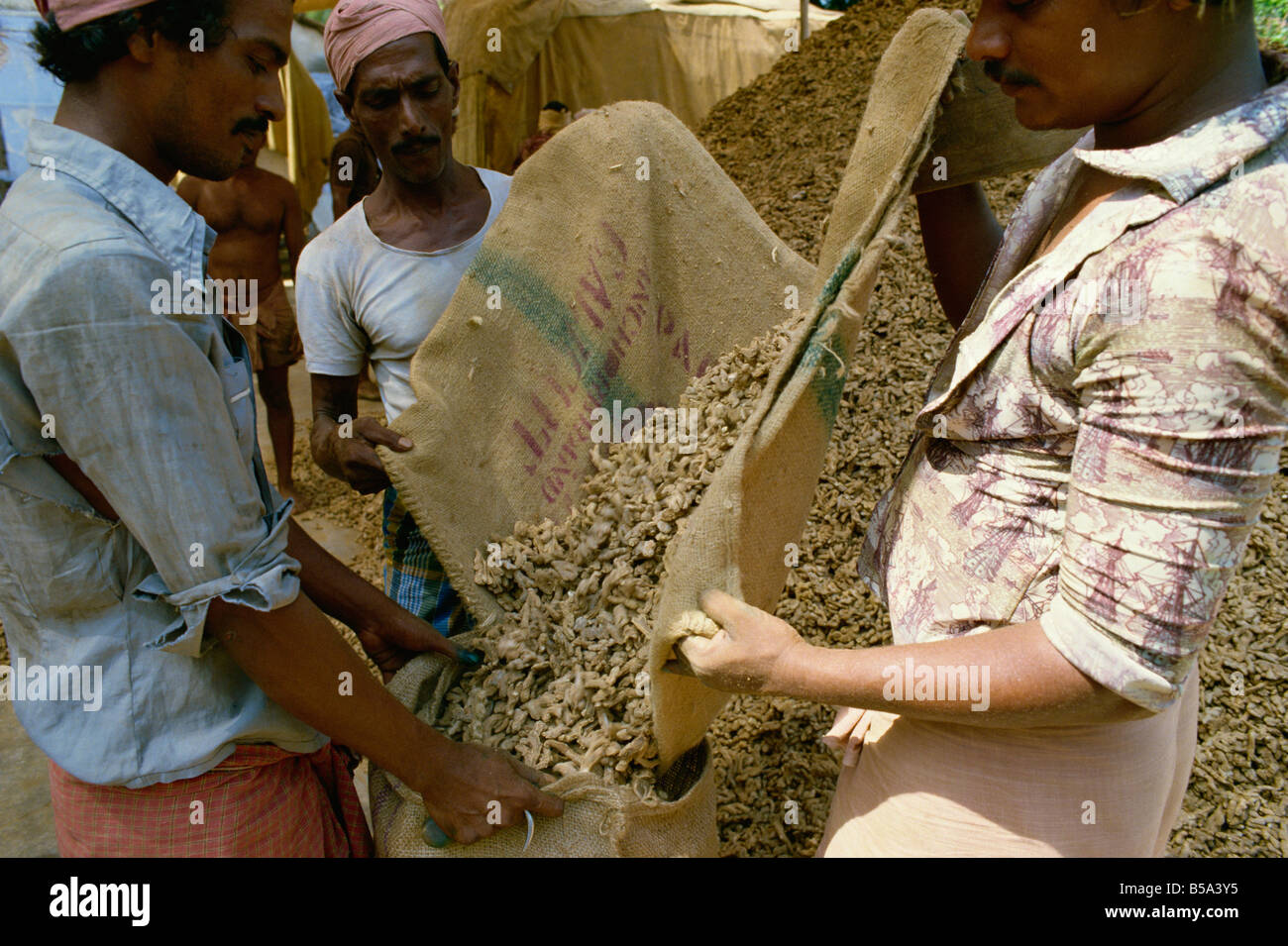 Dried ginger being loaded into sack Cochin Kerala state India Asia ...