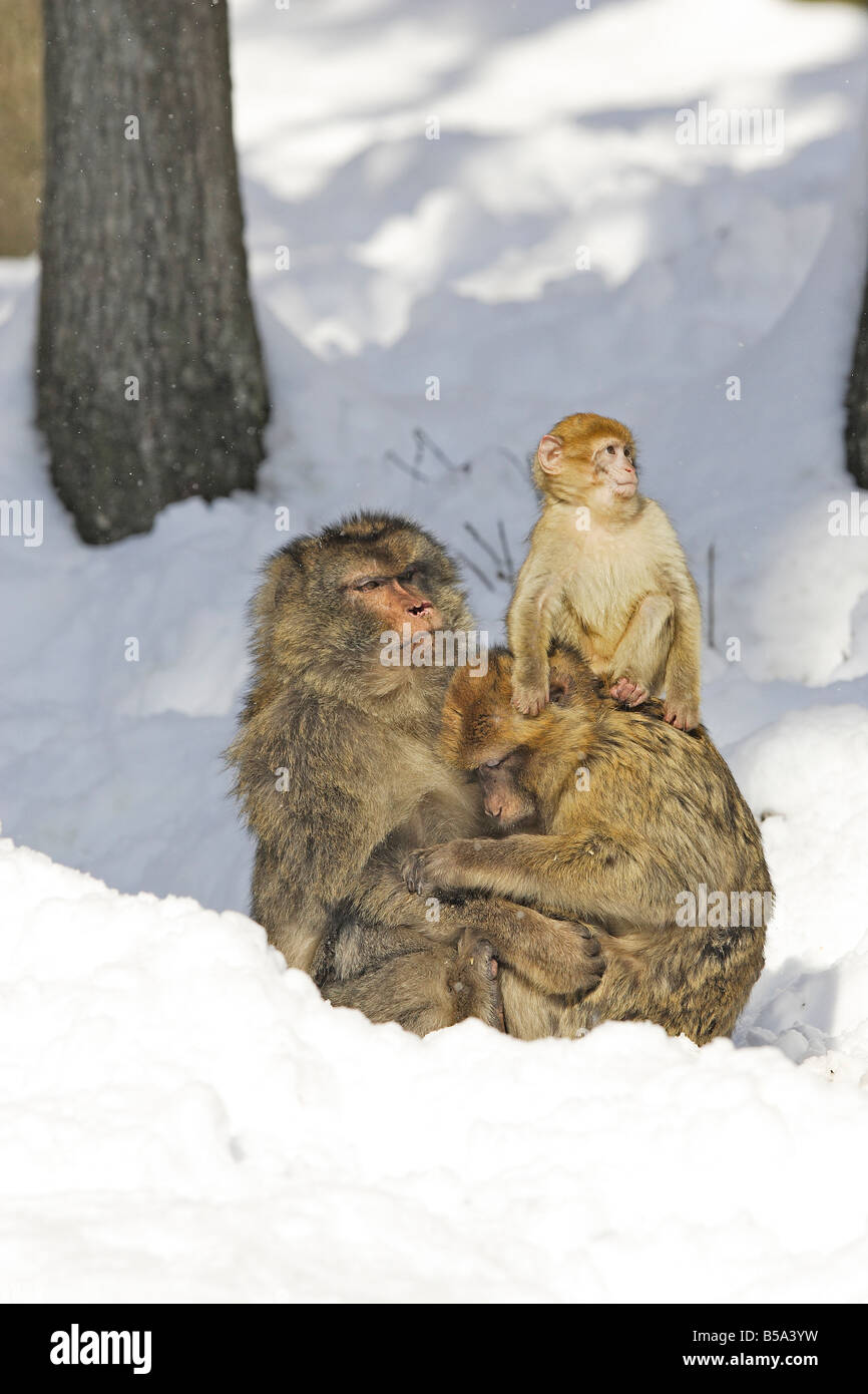 Barbary Macaque, Barbary Ape (Macaca sylvanus), couple with young ...