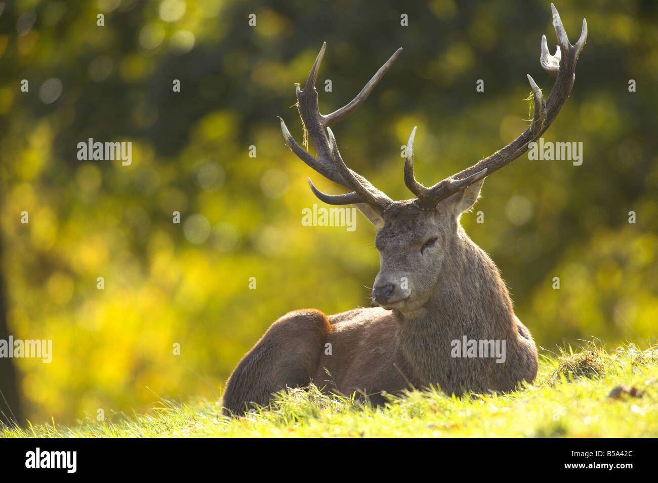 The call of the stag hi-res stock photography and images - Alamy