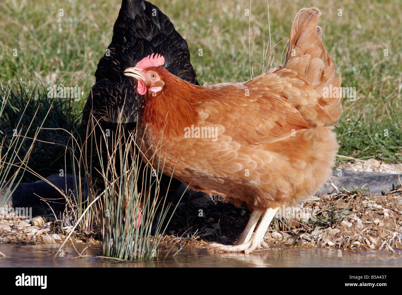 Domestic Chicken (Gallus gallus domesticus), hen drinking Stock Photo ...