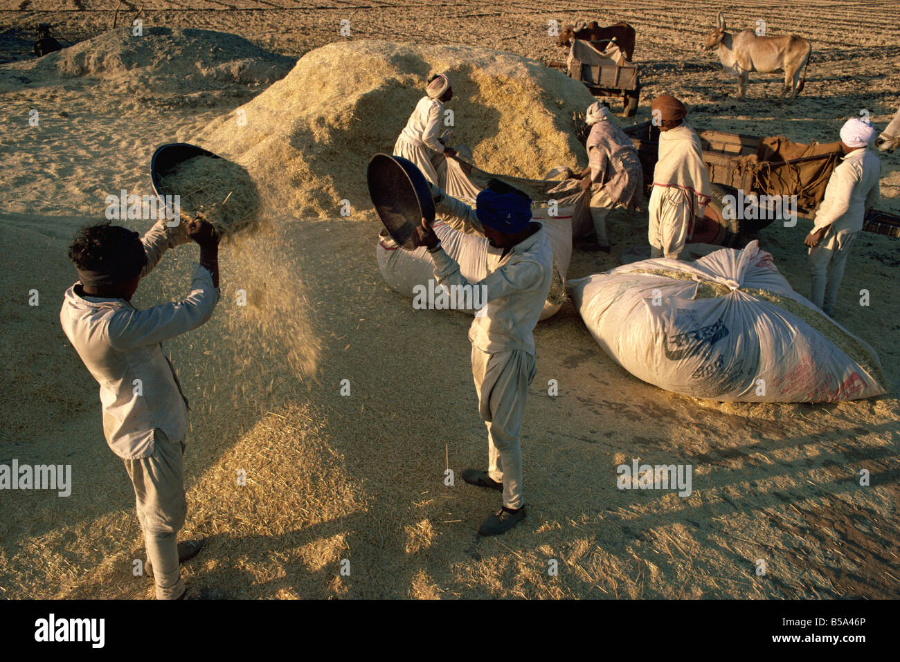 Winnowing hi-res stock photography and images - Alamy