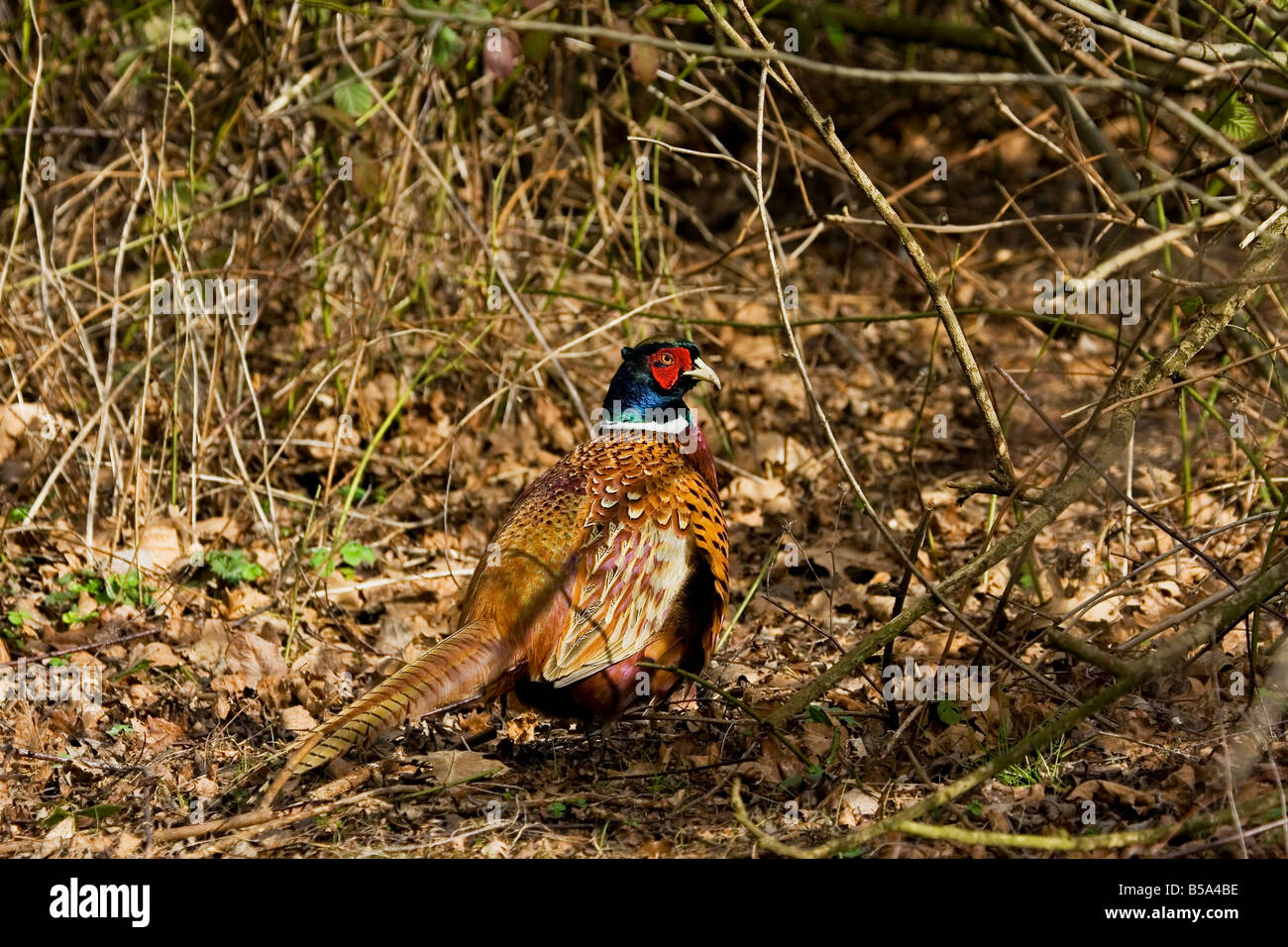 Male pheasant hi-res stock photography and images - Alamy
