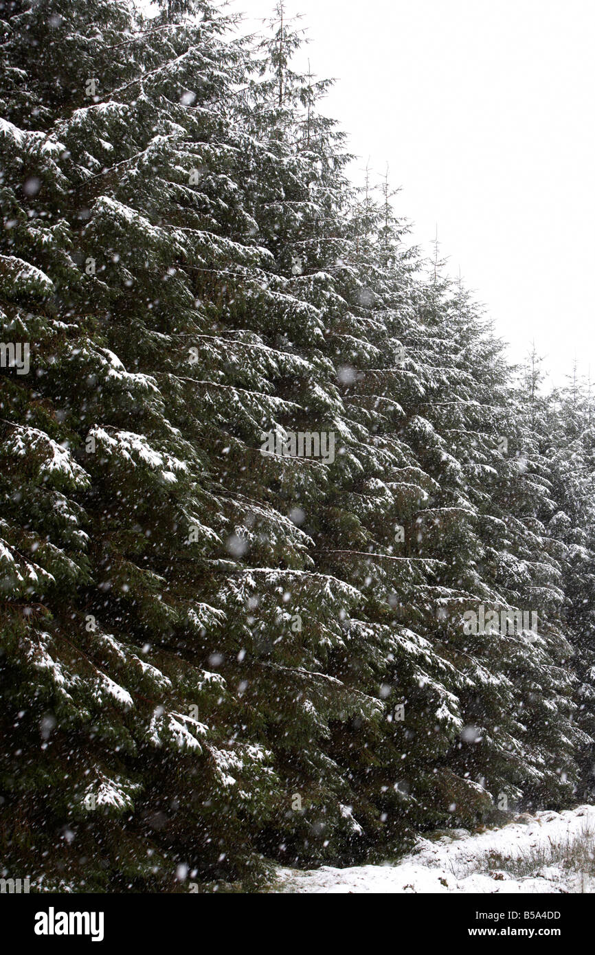 snow and ice covering conifer trees in a forest county antrim northern ...