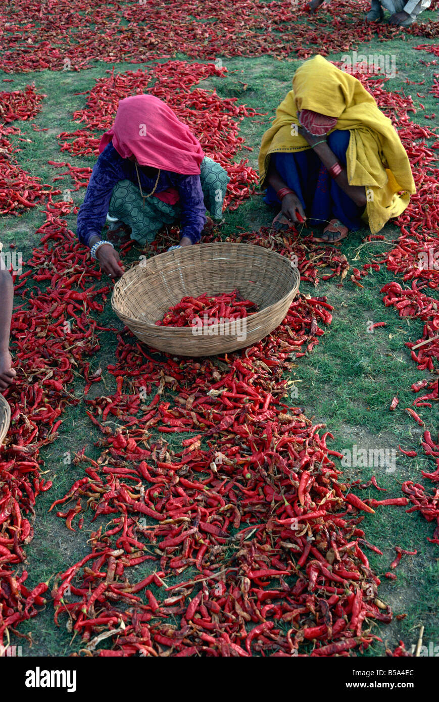 Rajasthan agriculture hi-res stock photography and images - Alamy