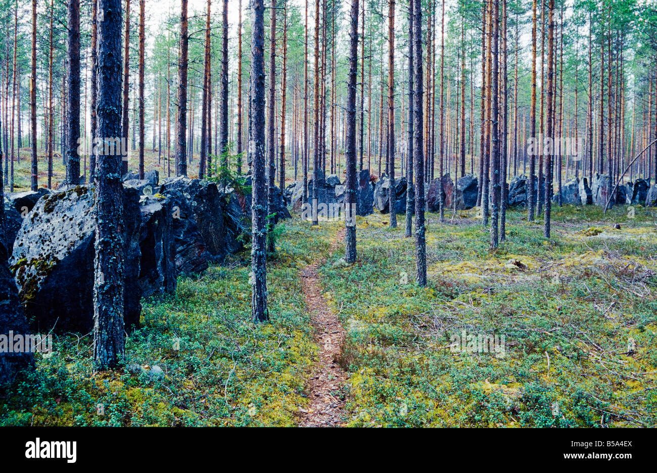 Tanks Defence from ww2 in Finland Stock Photo - Alamy
