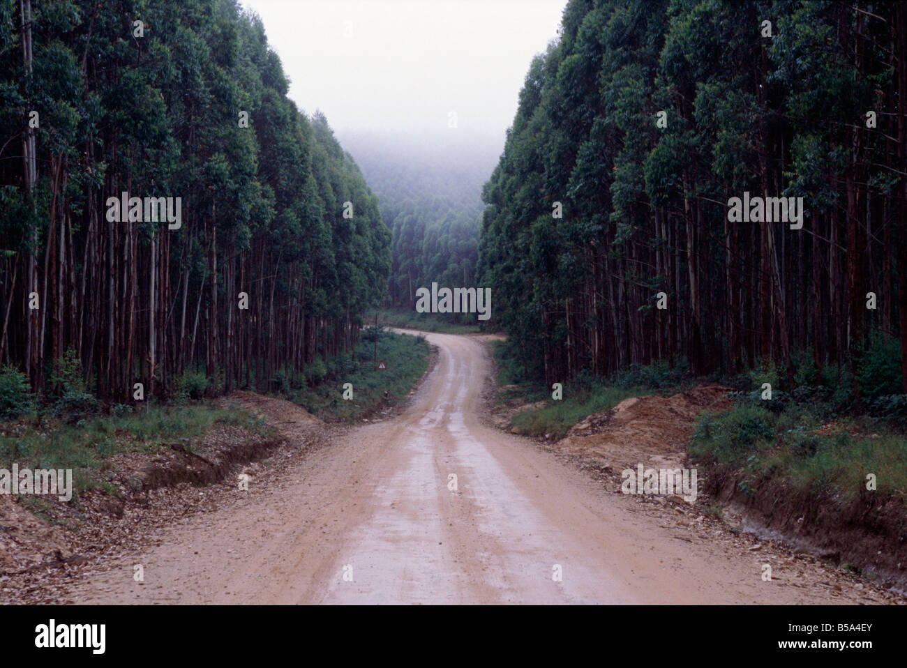 Dirt road through thick forest Low cloud PIGG'S PEAK SWAZILAND Stock ...