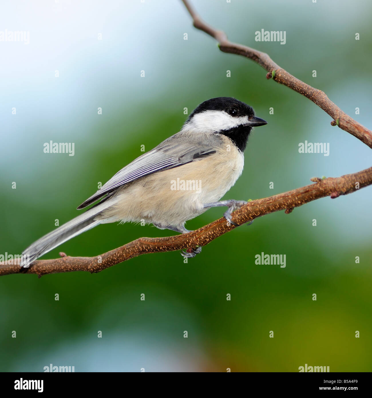 Profile of a chickadee hi-res stock photography and images - Alamy
