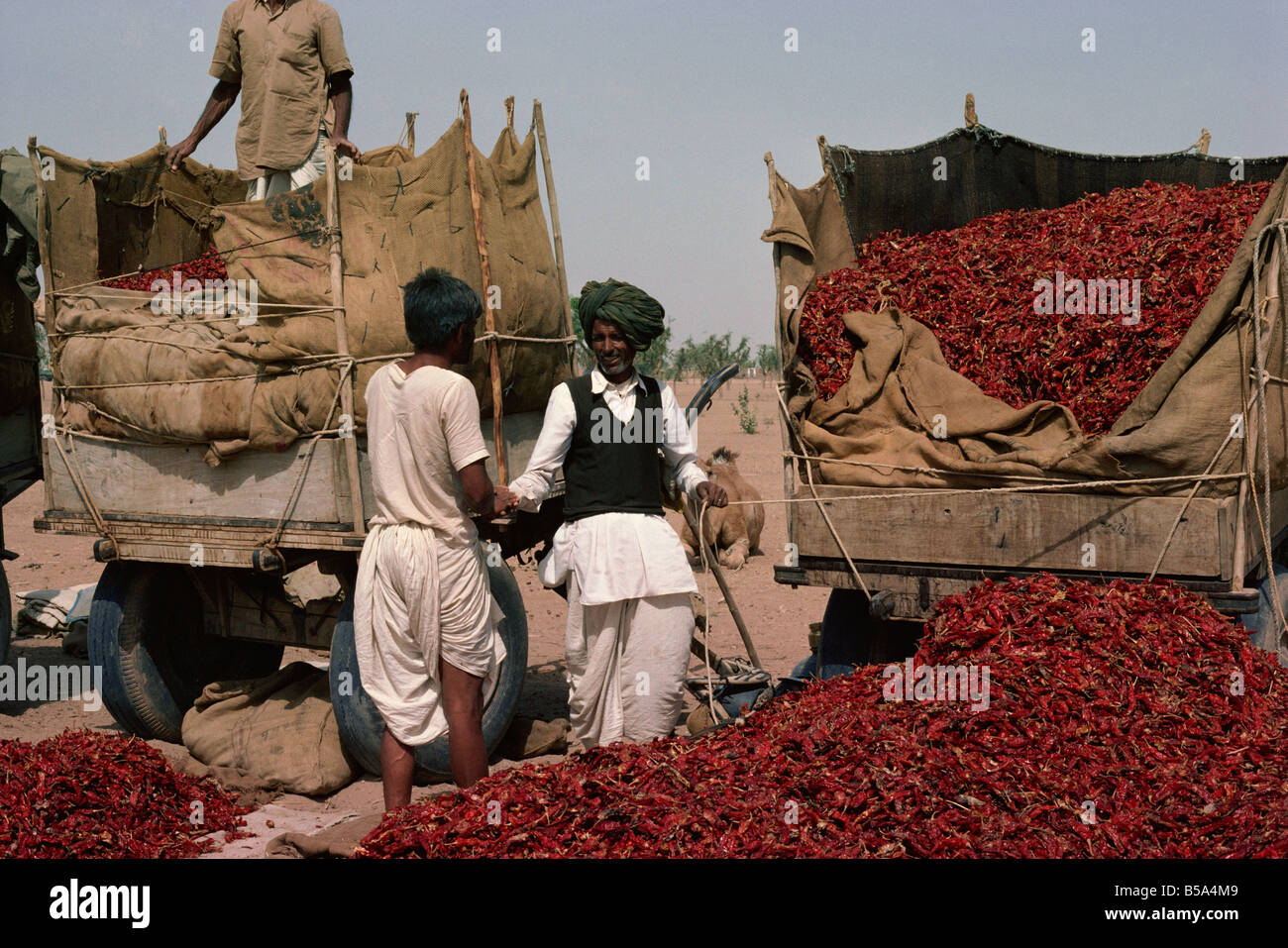 Chilli market Rajasthan state India Asia Stock Photo - Alamy