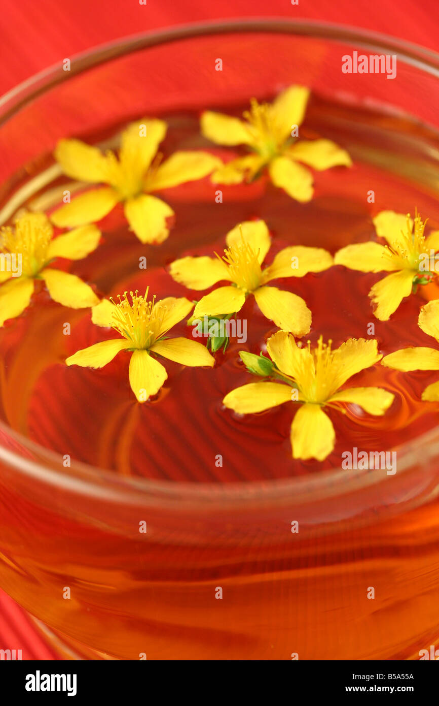 Fresh herbal hypericum tea hi-res stock photography and images - Alamy