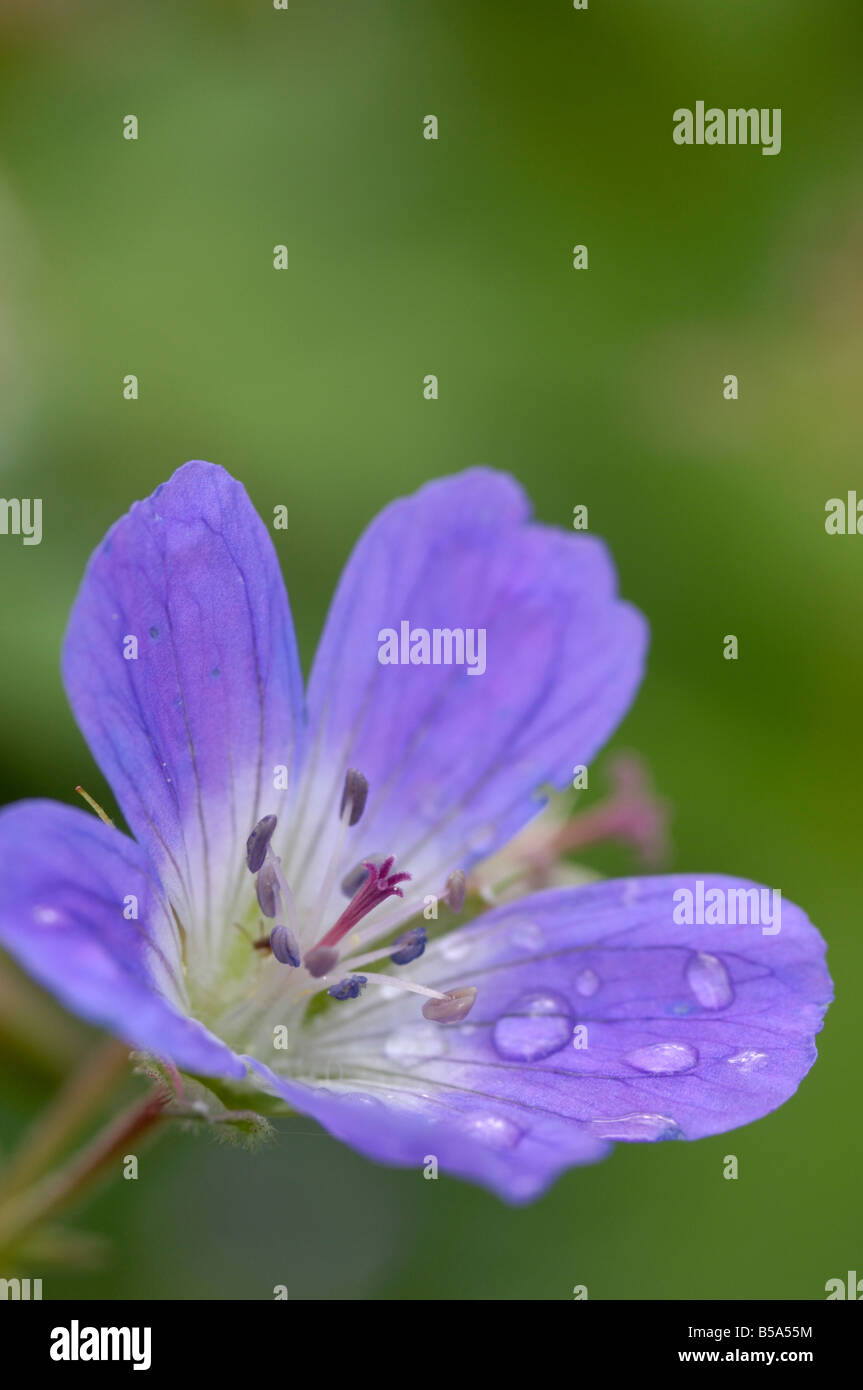 meadow crane's-bill, geranium pratense, wild flower Stock Photo - Alamy