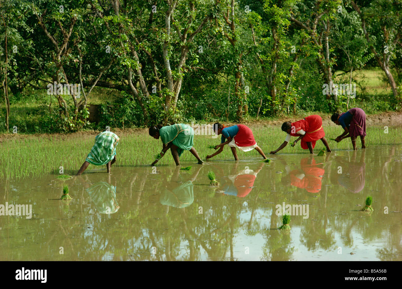 Planting in groups hi-res stock photography and images - Alamy