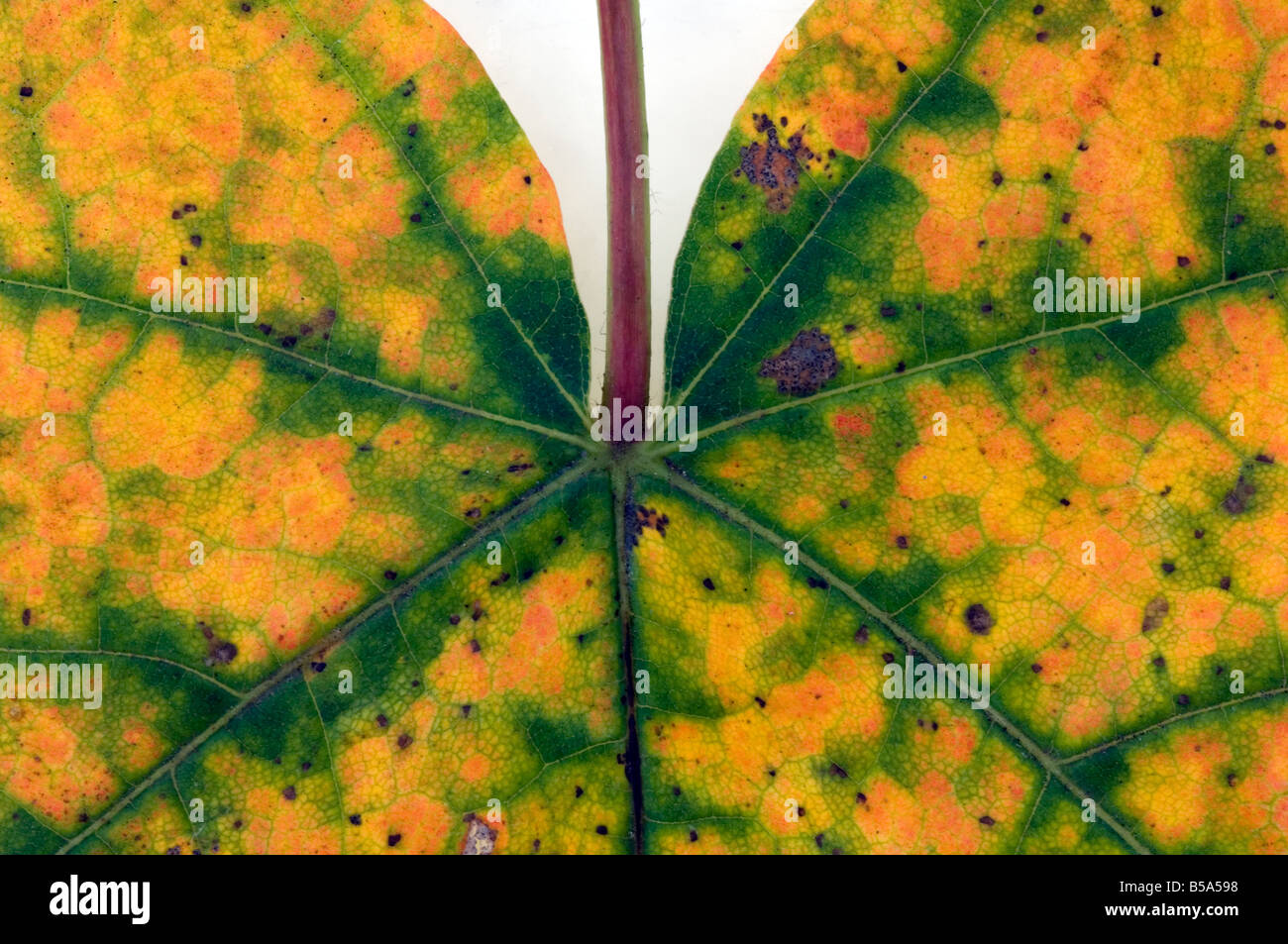 Leaf network hi-res stock photography and images - Alamy
