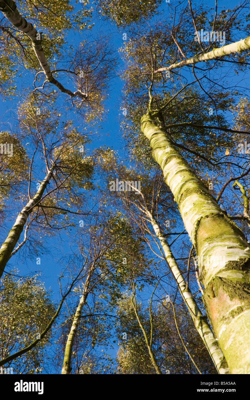 Silver birch trees on Cannock Chase Stock Photo - Alamy