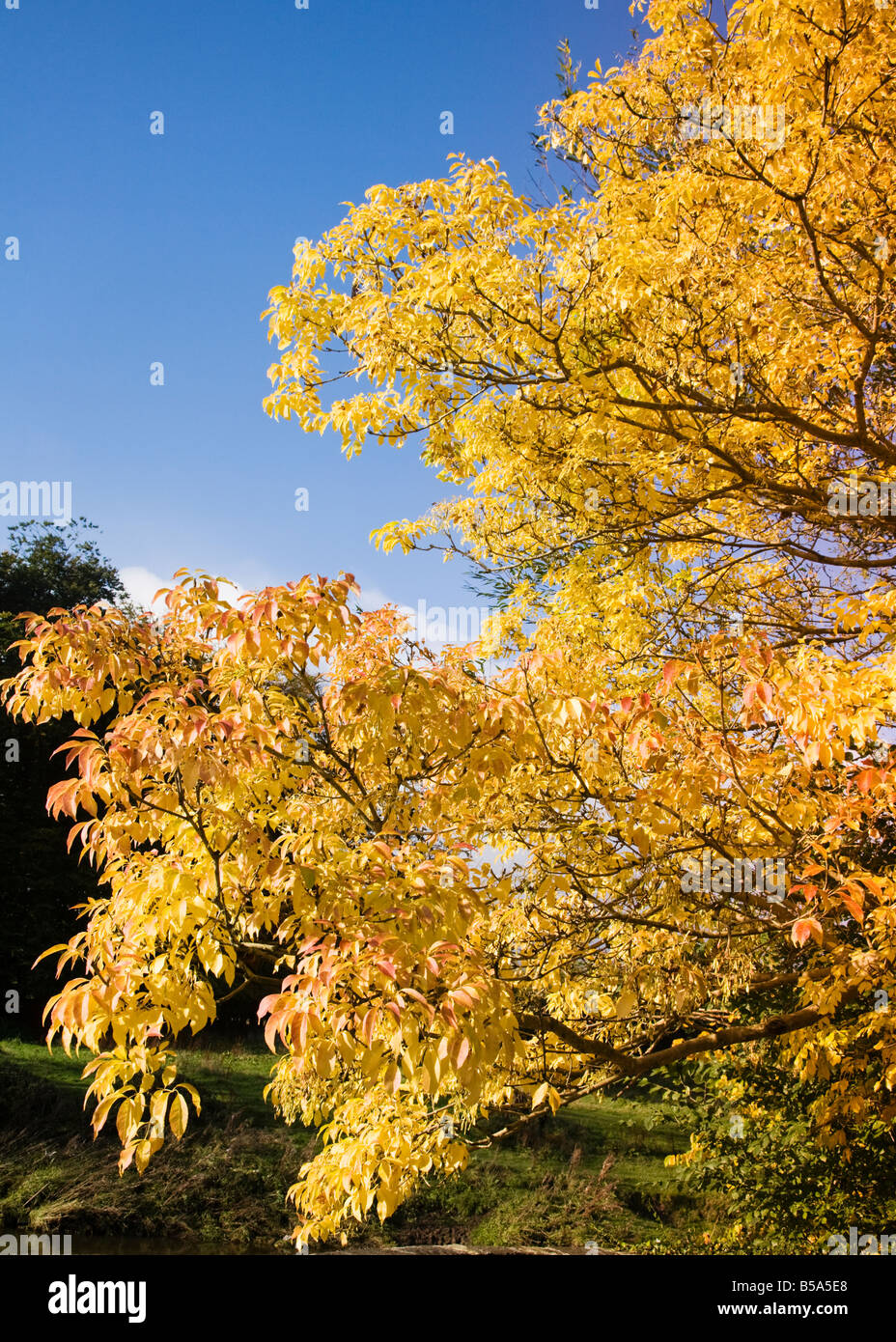 Glorious tree hi-res stock photography and images - Alamy