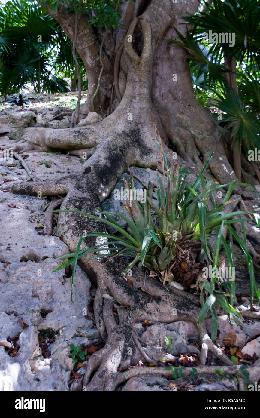Tree roots at Tulum ruins Mexico Stock Photo - Alamy