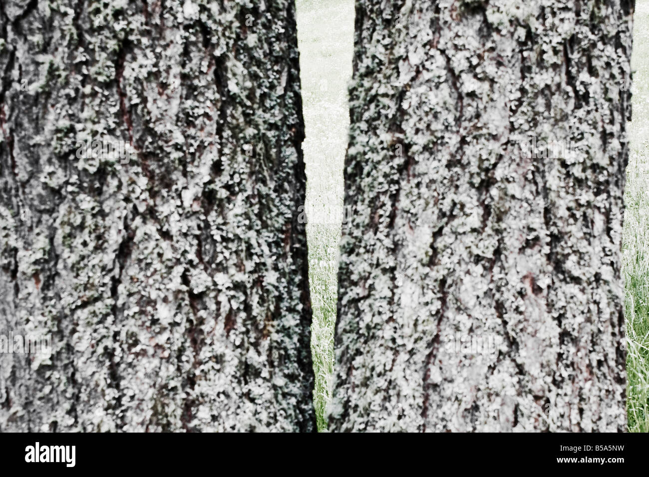 Close up Of Two Tree Trunks Stock Photo - Alamy