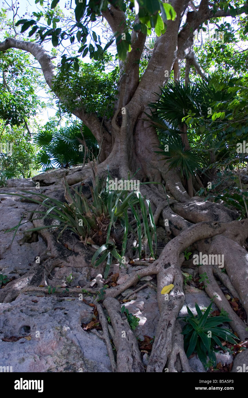 Tree roots at Tulum ruins Mexico Stock Photo - Alamy