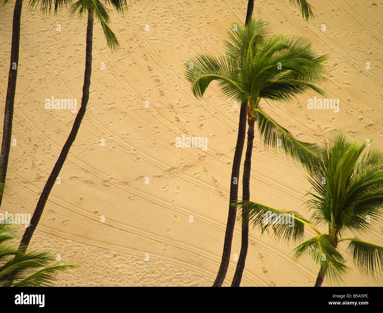 Aerial sand beach palm trees hi-res stock photography and images - Alamy