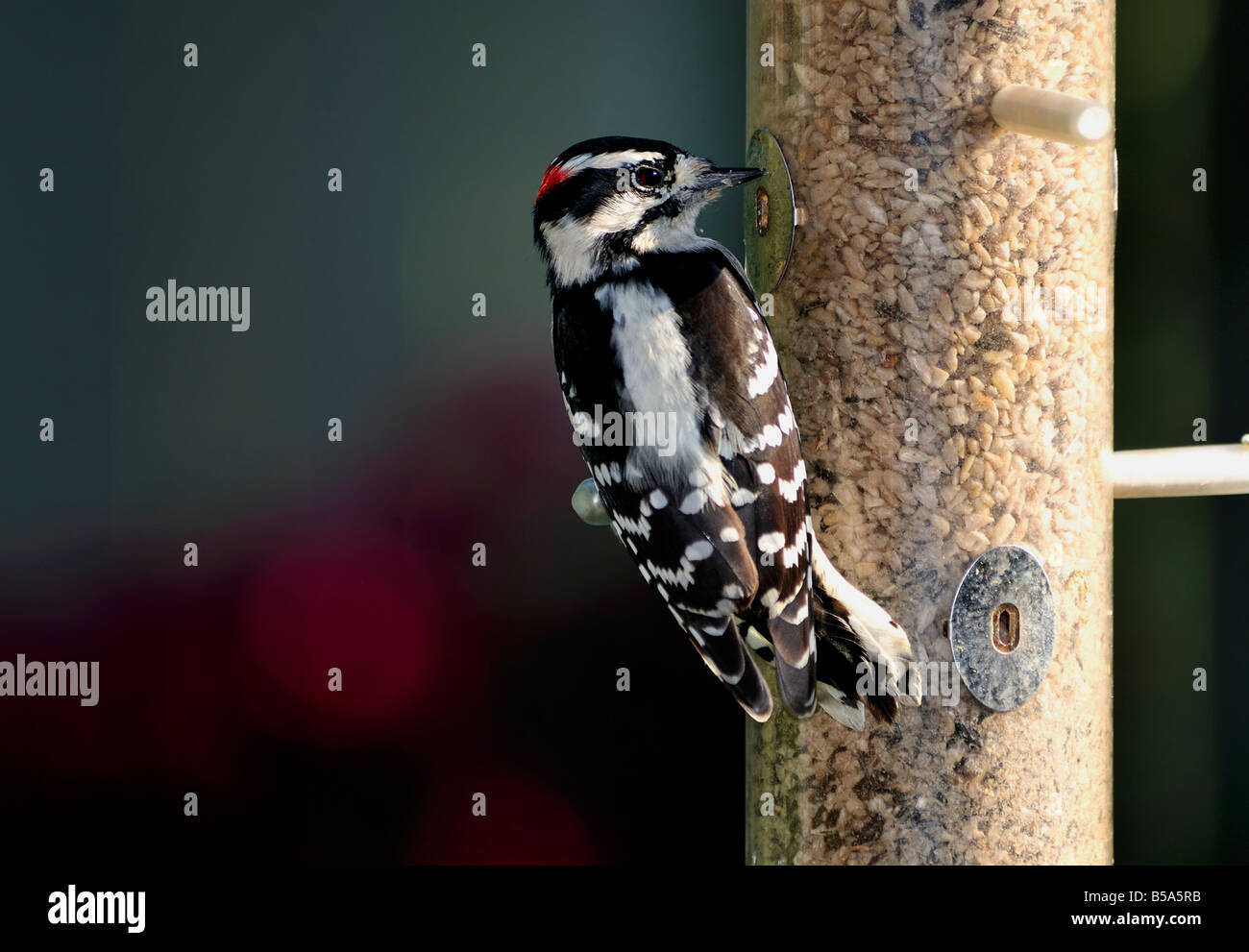 A male Downy Woodpecker, Picoides pubescens, feeds at a bird feeder ...