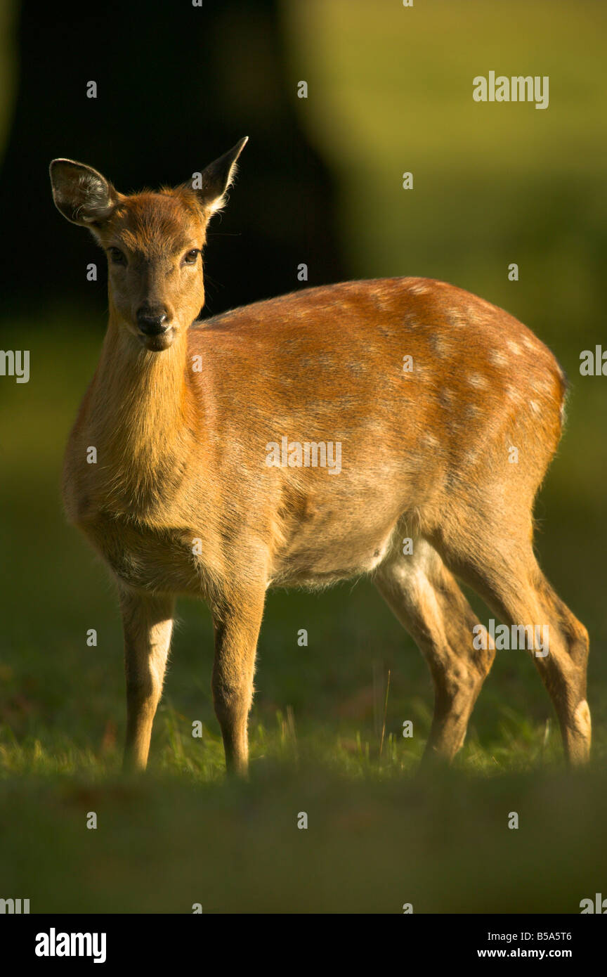 female red deer - doe or hind Stock Photo - Alamy