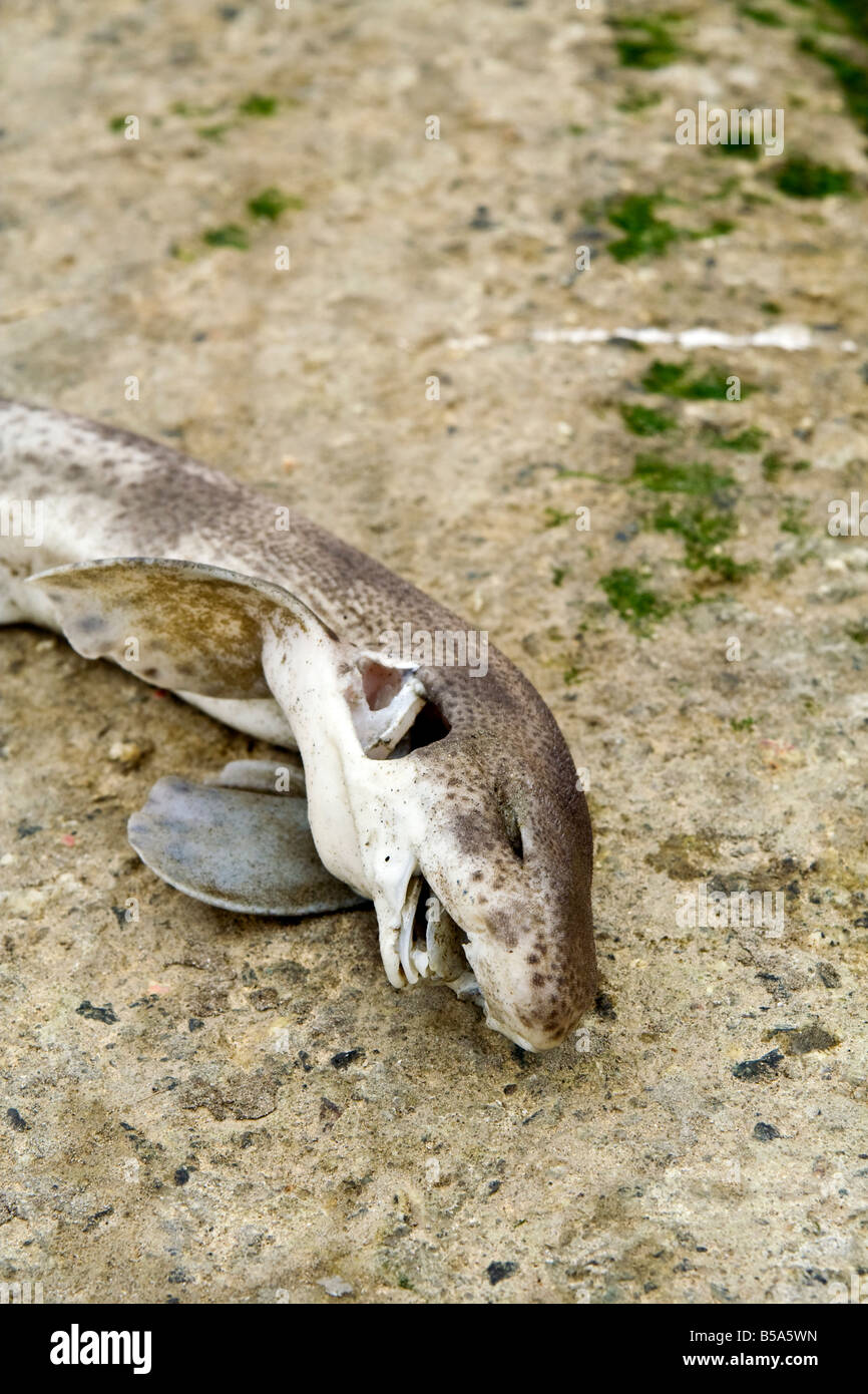 A dead dogfish or nurse shark, UK Stock Photo - Alamy
