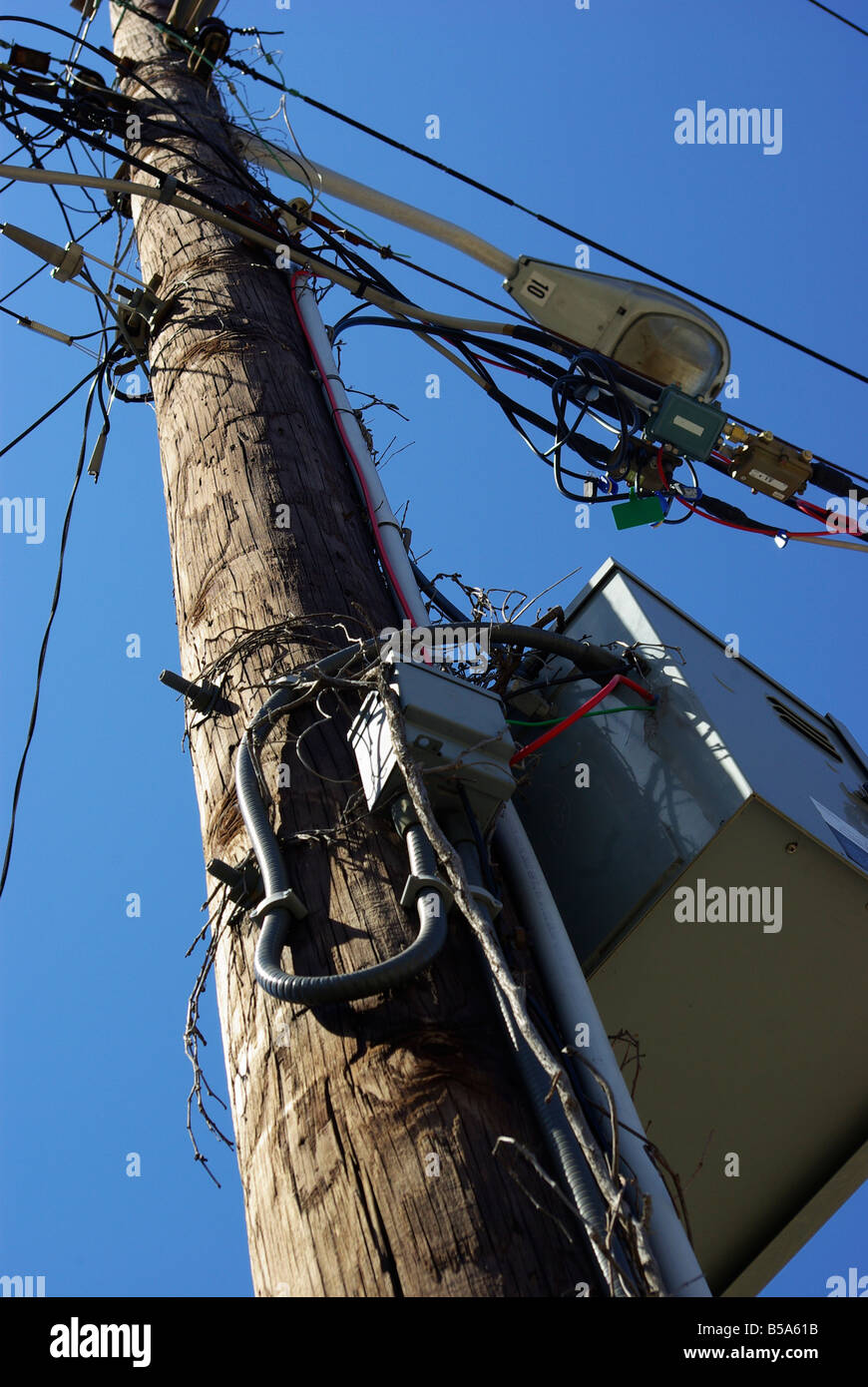 Dead vines cling to a utility pole and climb various lines and ...