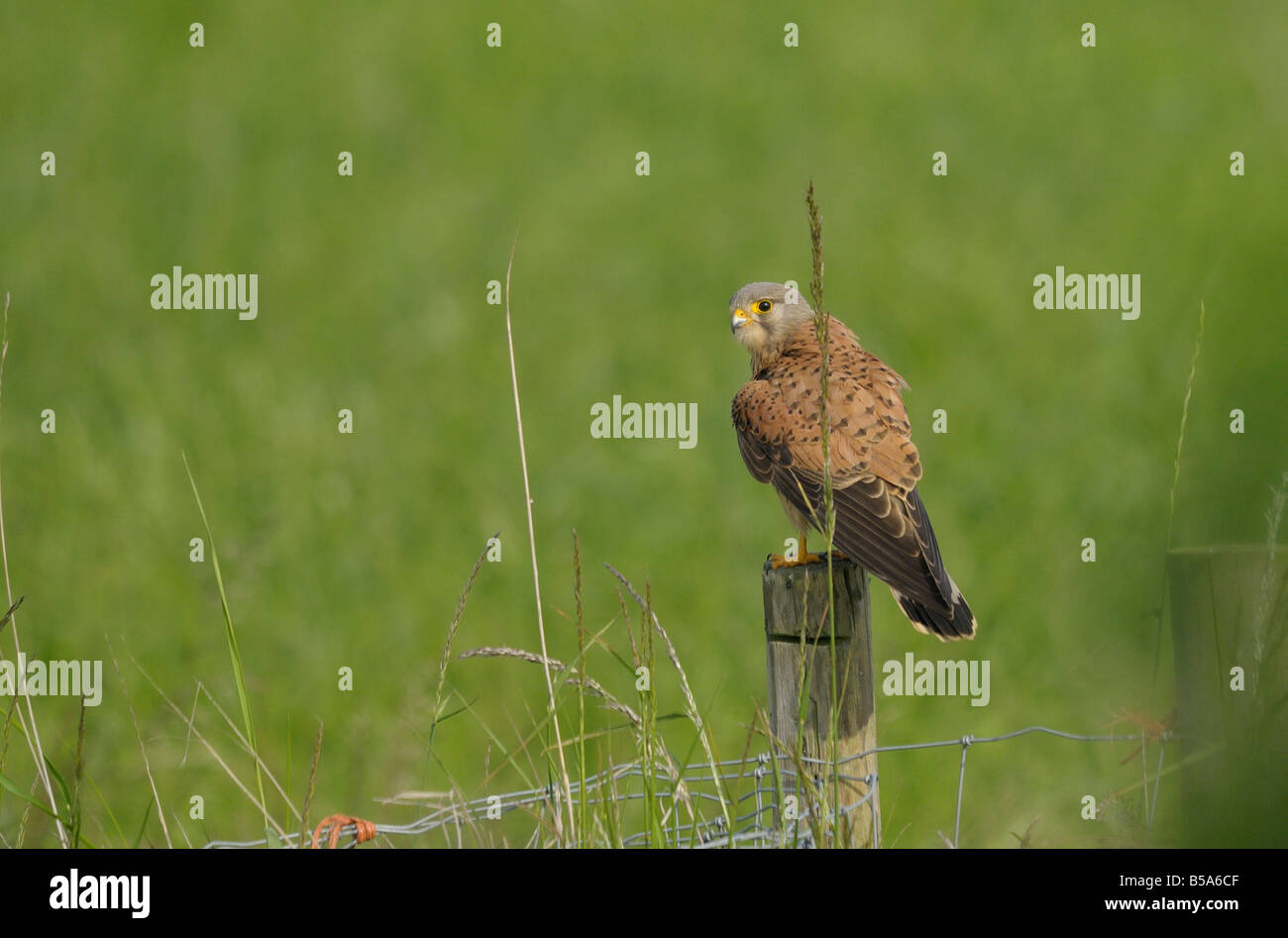 Kestrel perched hi-res stock photography and images - Alamy