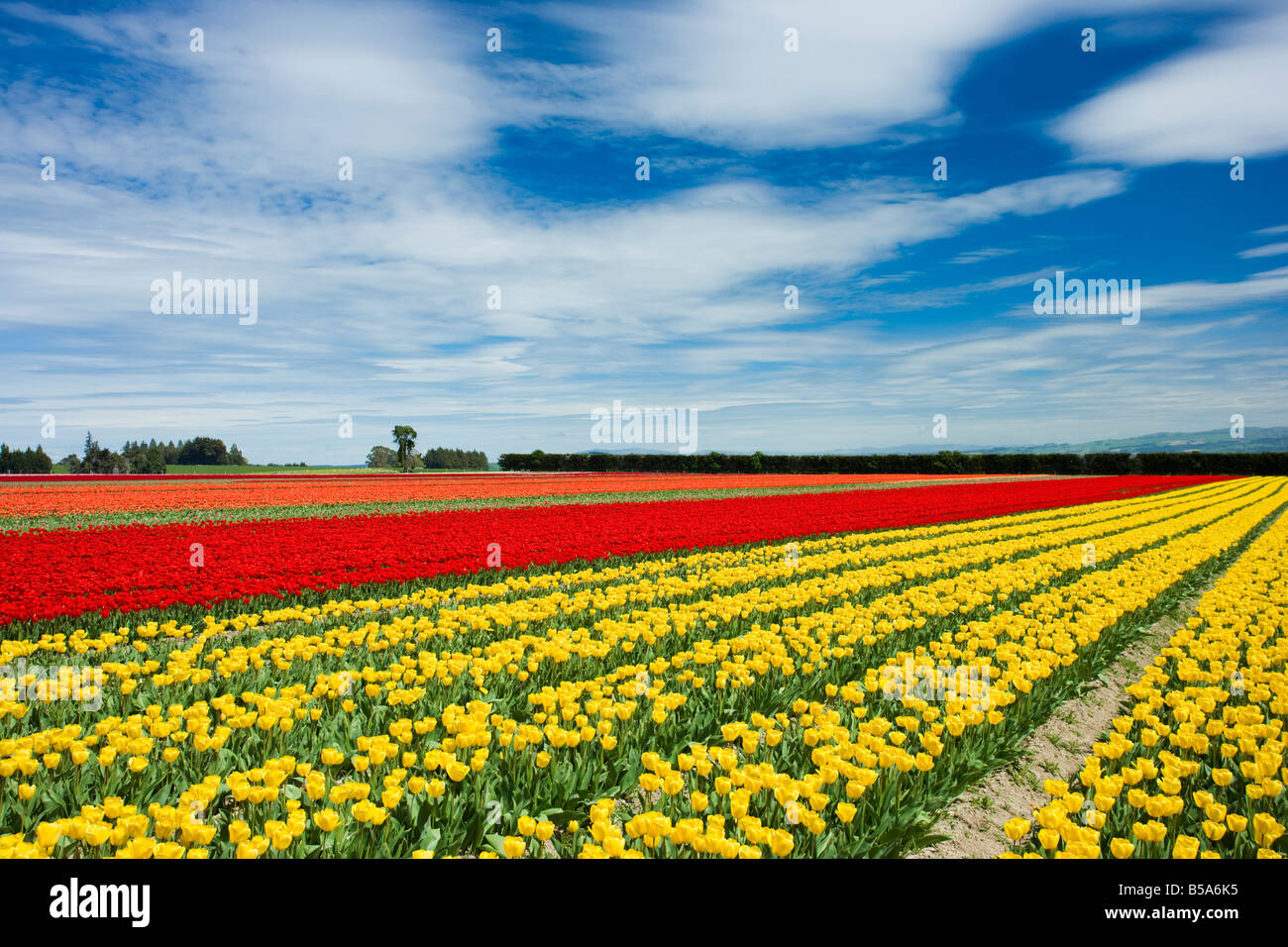 Rich array hi-res stock photography and images - Alamy