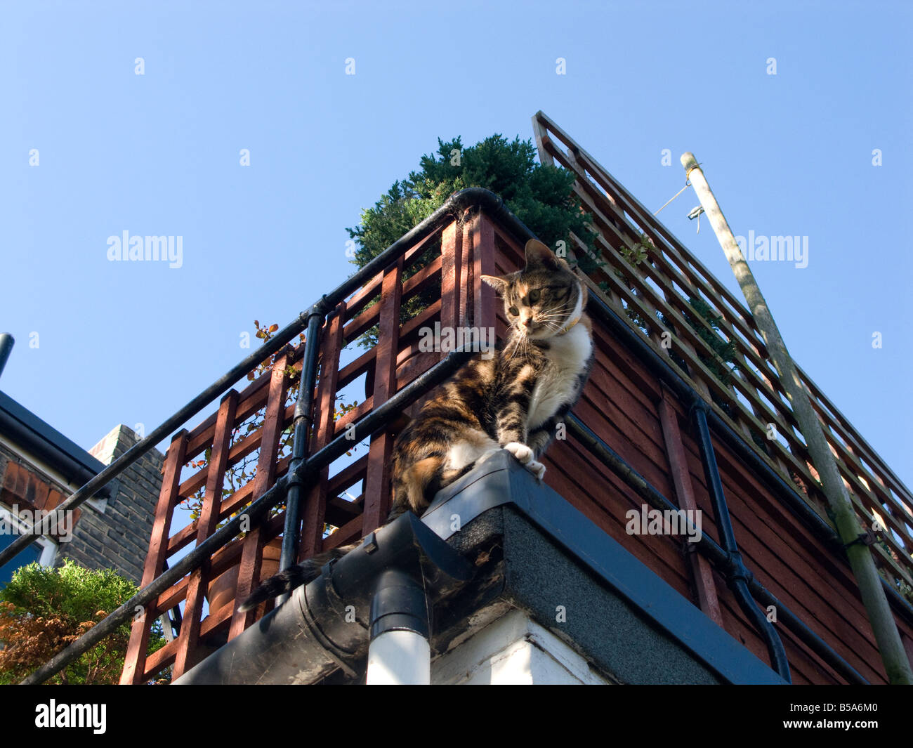 Cat on roof terrace Stock Photo - Alamy