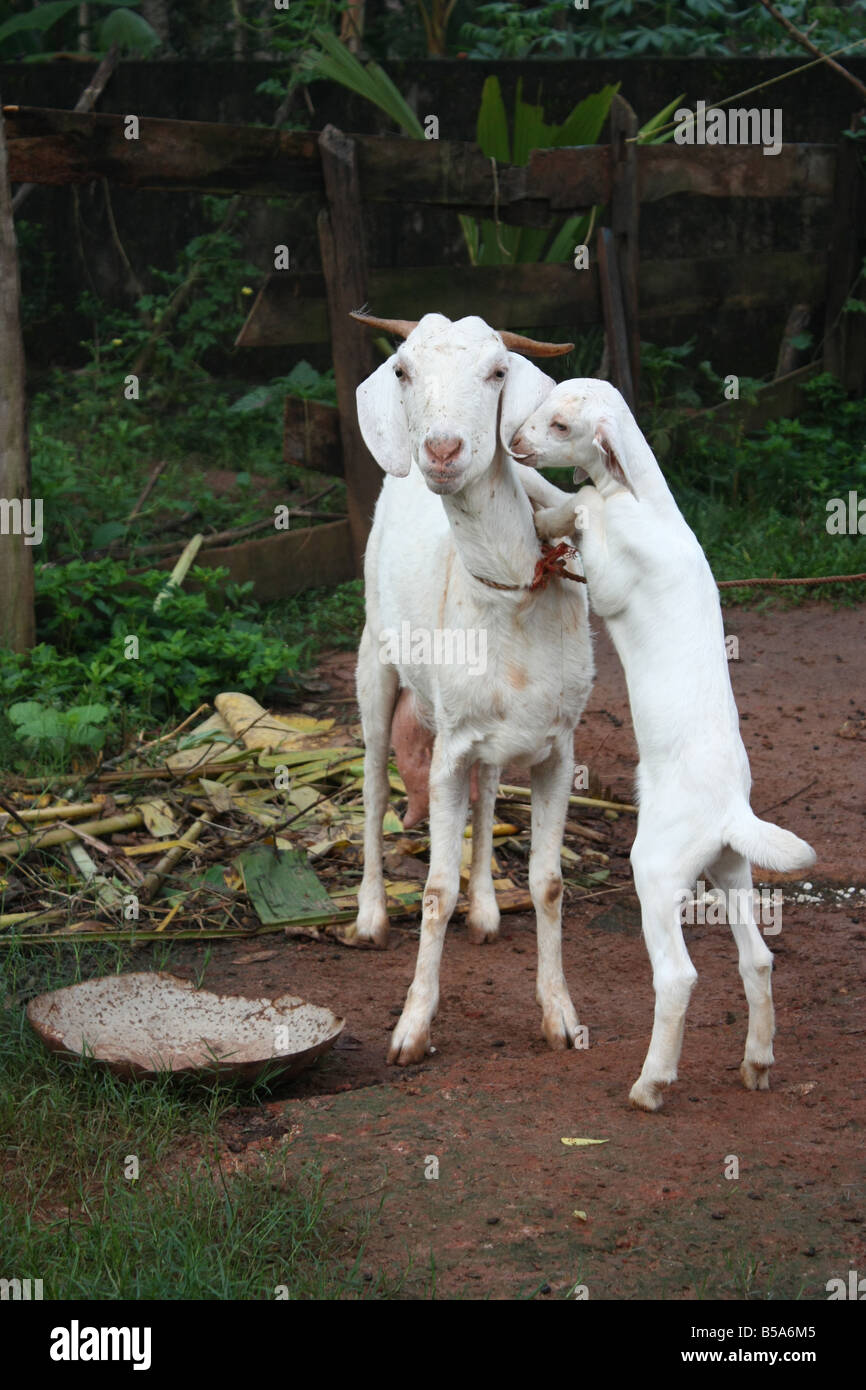 Baby goat mother hi-res stock photography and images - Alamy