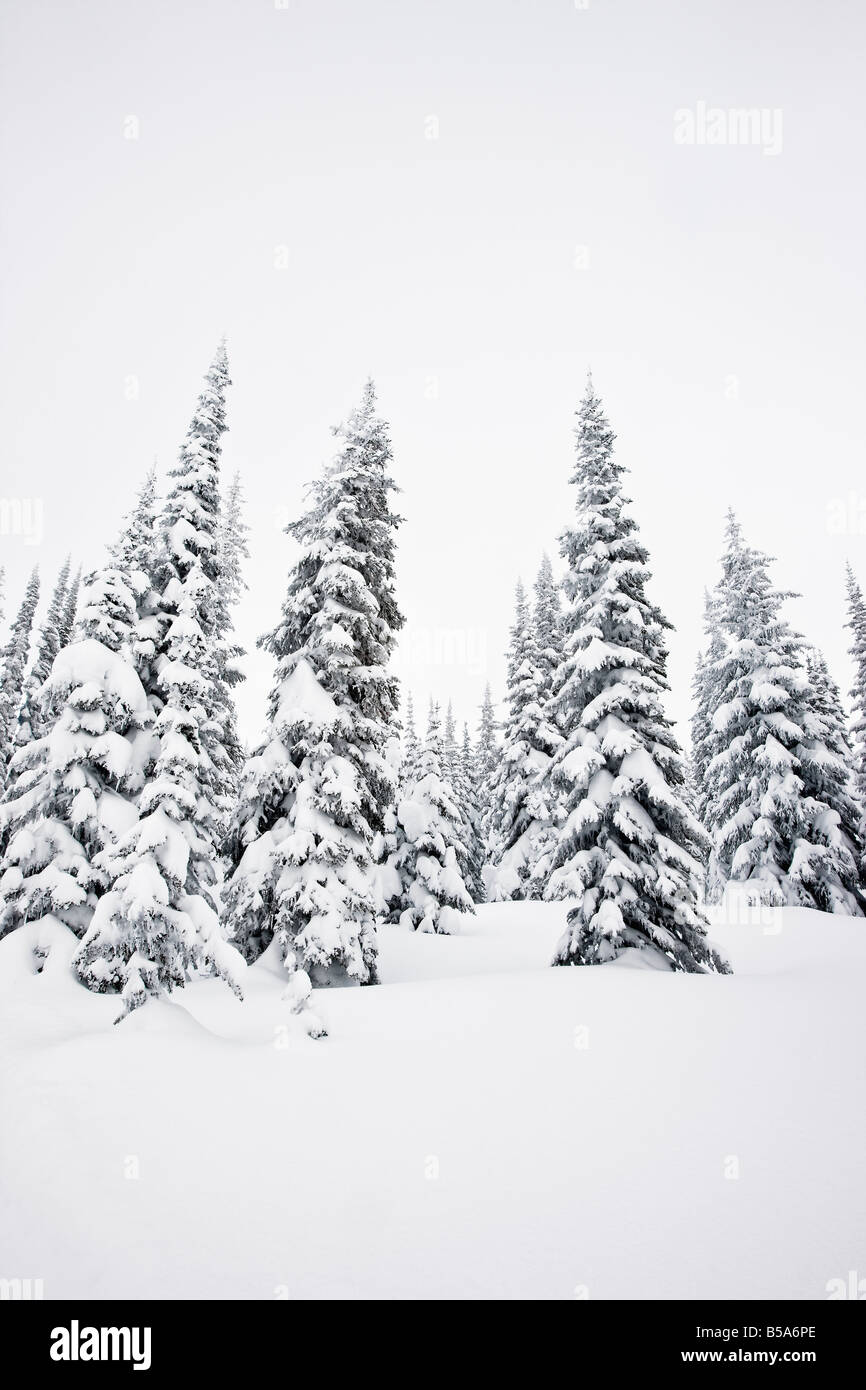 Snow capped trees in winter Stock Photo - Alamy
