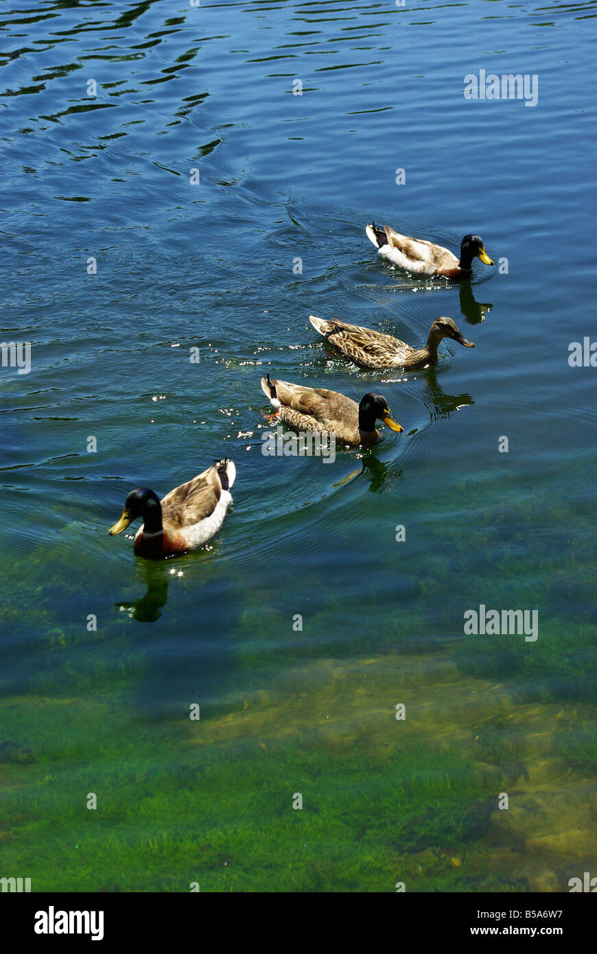 Four ducks hi-res stock photography and images - Alamy